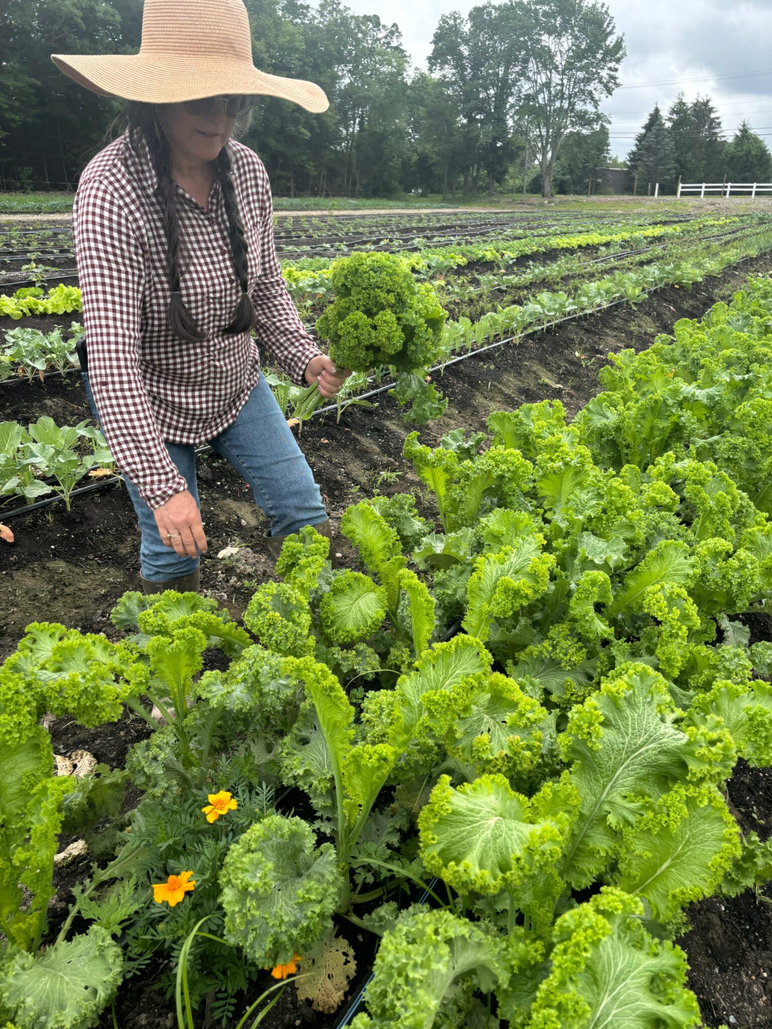 About Vineyard Farm | The Best Family Farm in West Bridgewater, MA