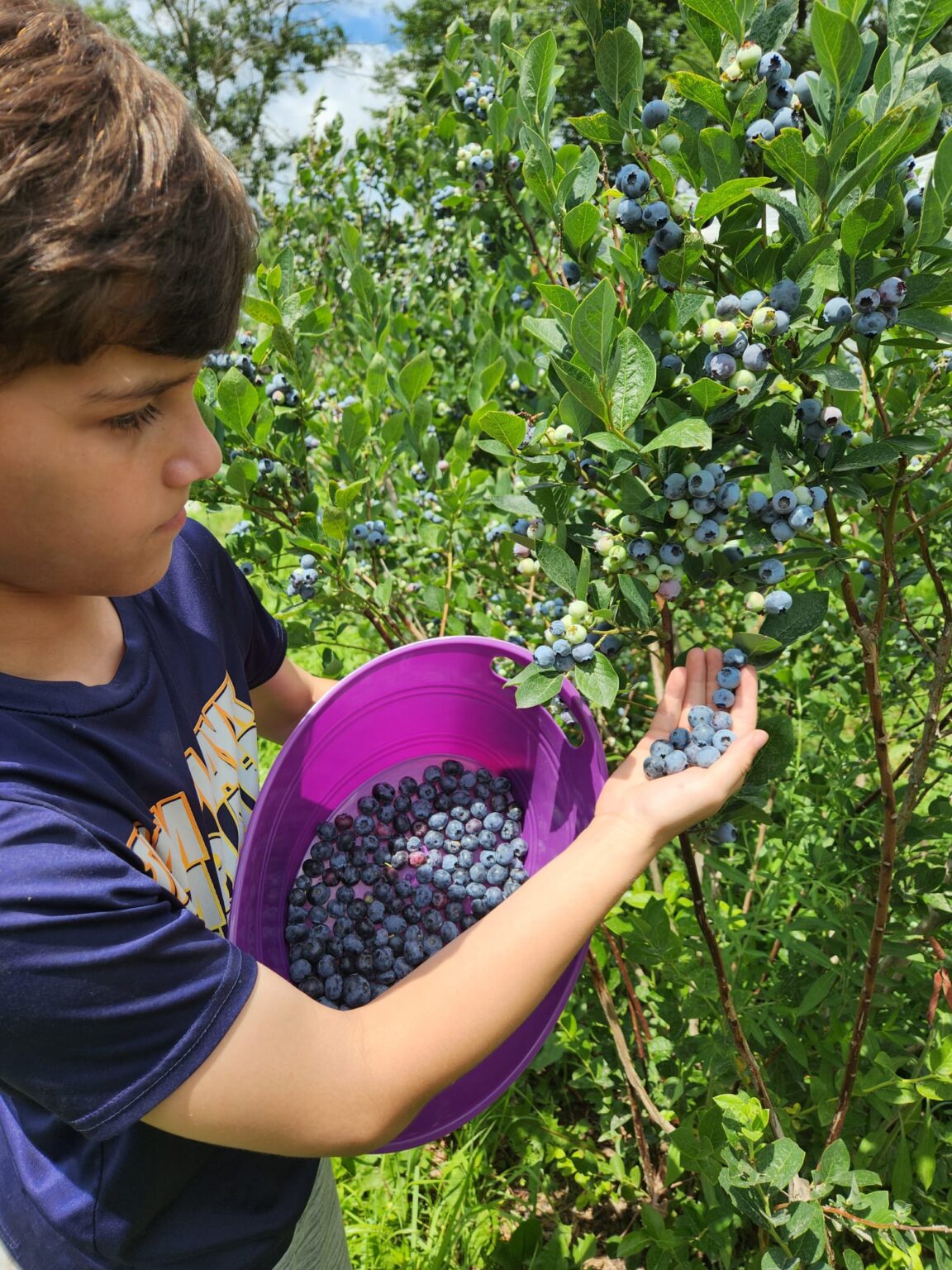 About Vineyard Farm | The Best Family Farm in West Bridgewater, MA