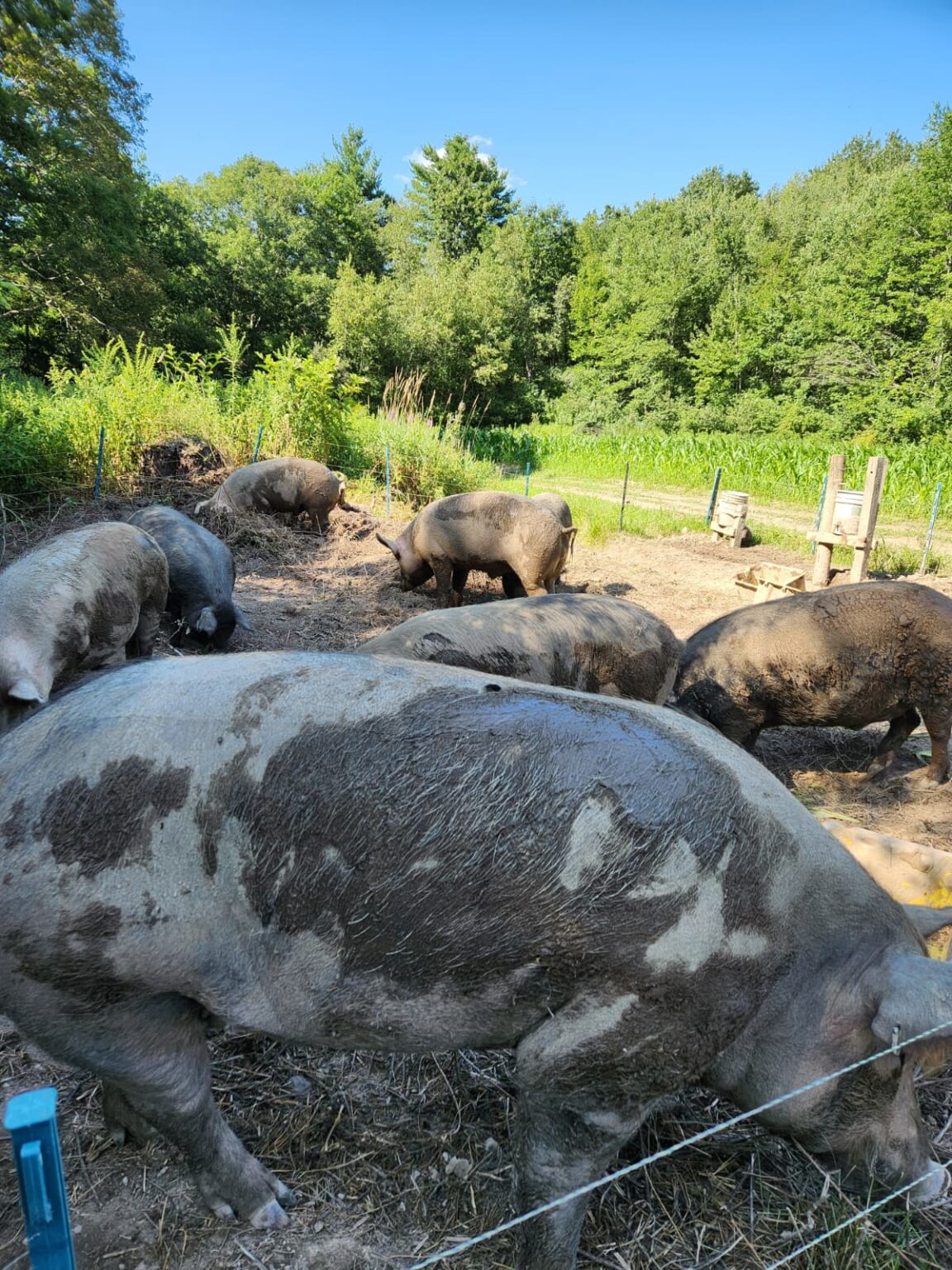 Farm-Raised Pigs Available | Vineyard Farm